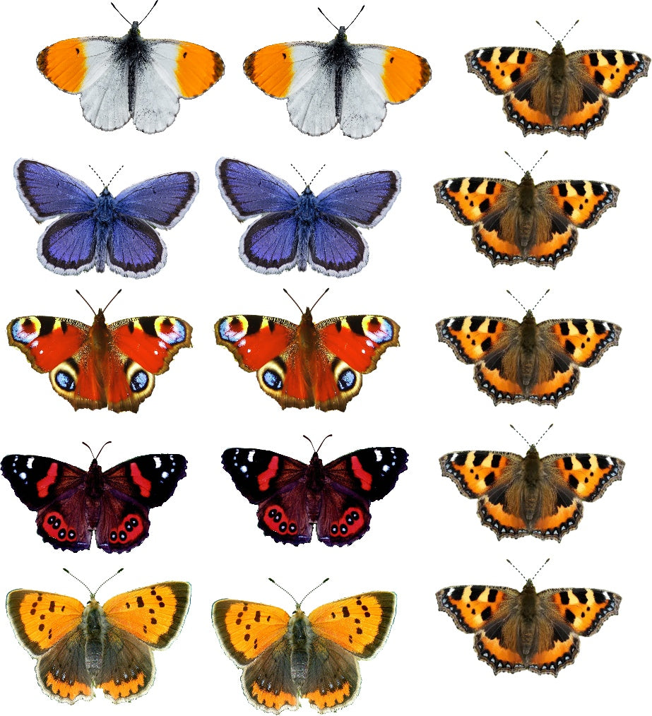 Custom order Jennifer – Flutterframes