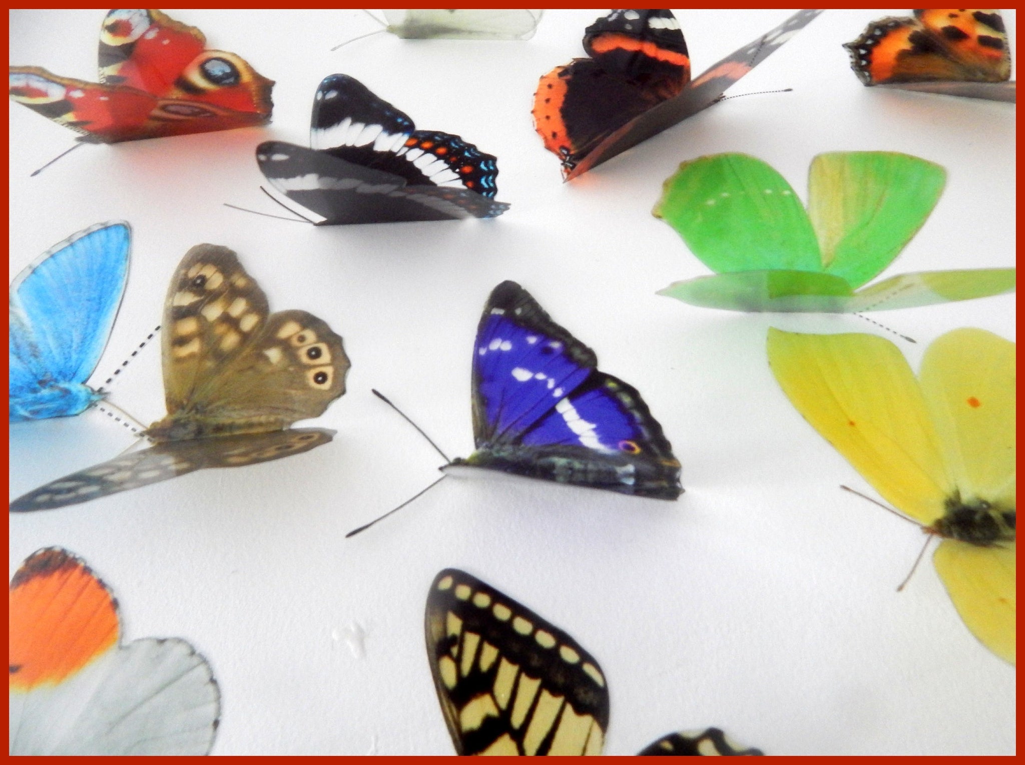 24 British butterflies, set of 24 British butterflies collection ...