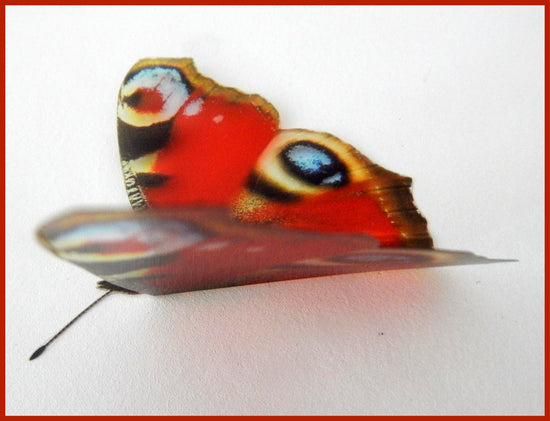 24 British butterflies, set of 24 British butterflies collection ...