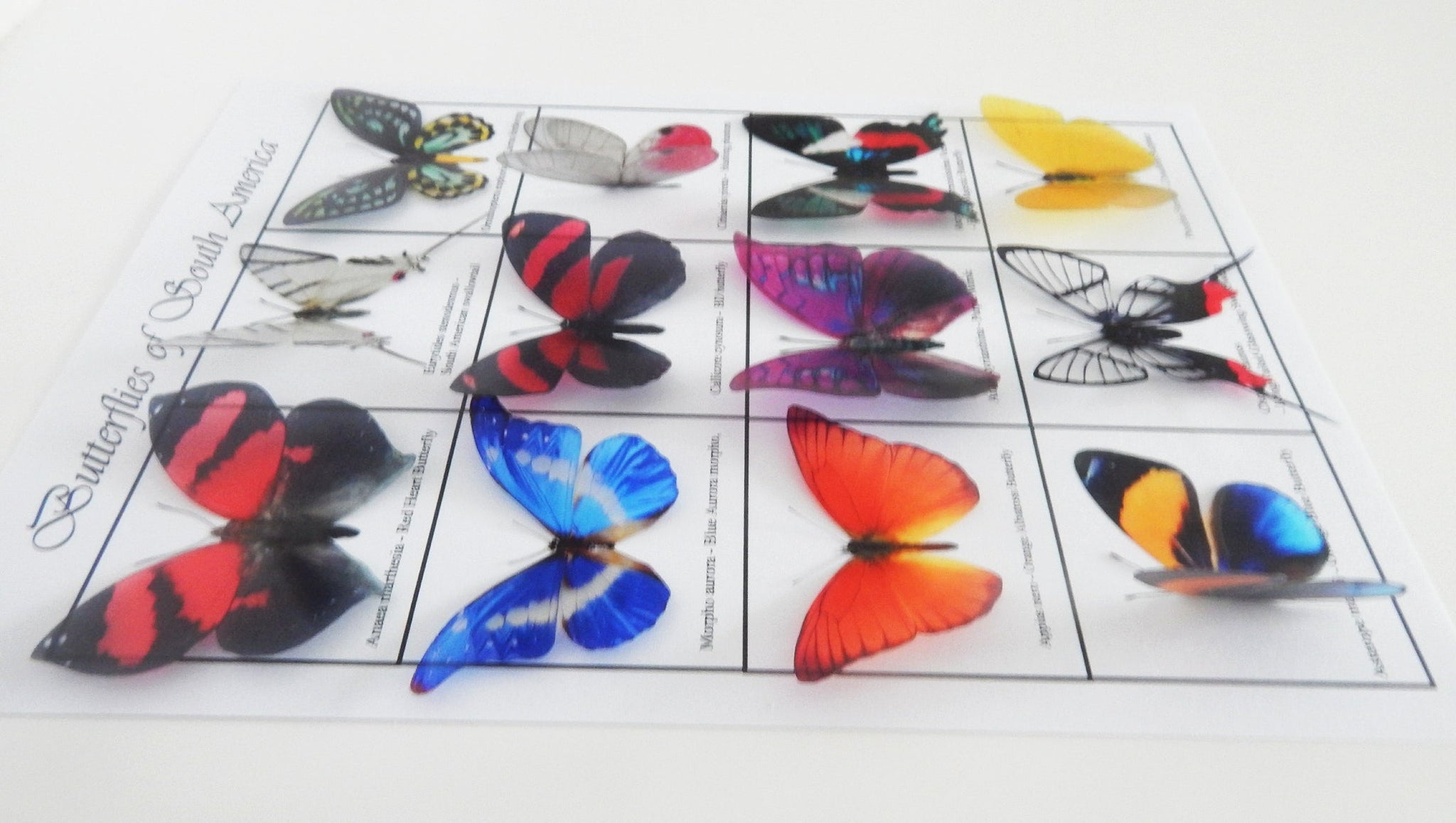 Worldwide butterflies. Collection of butterflies from all 6 continents ...