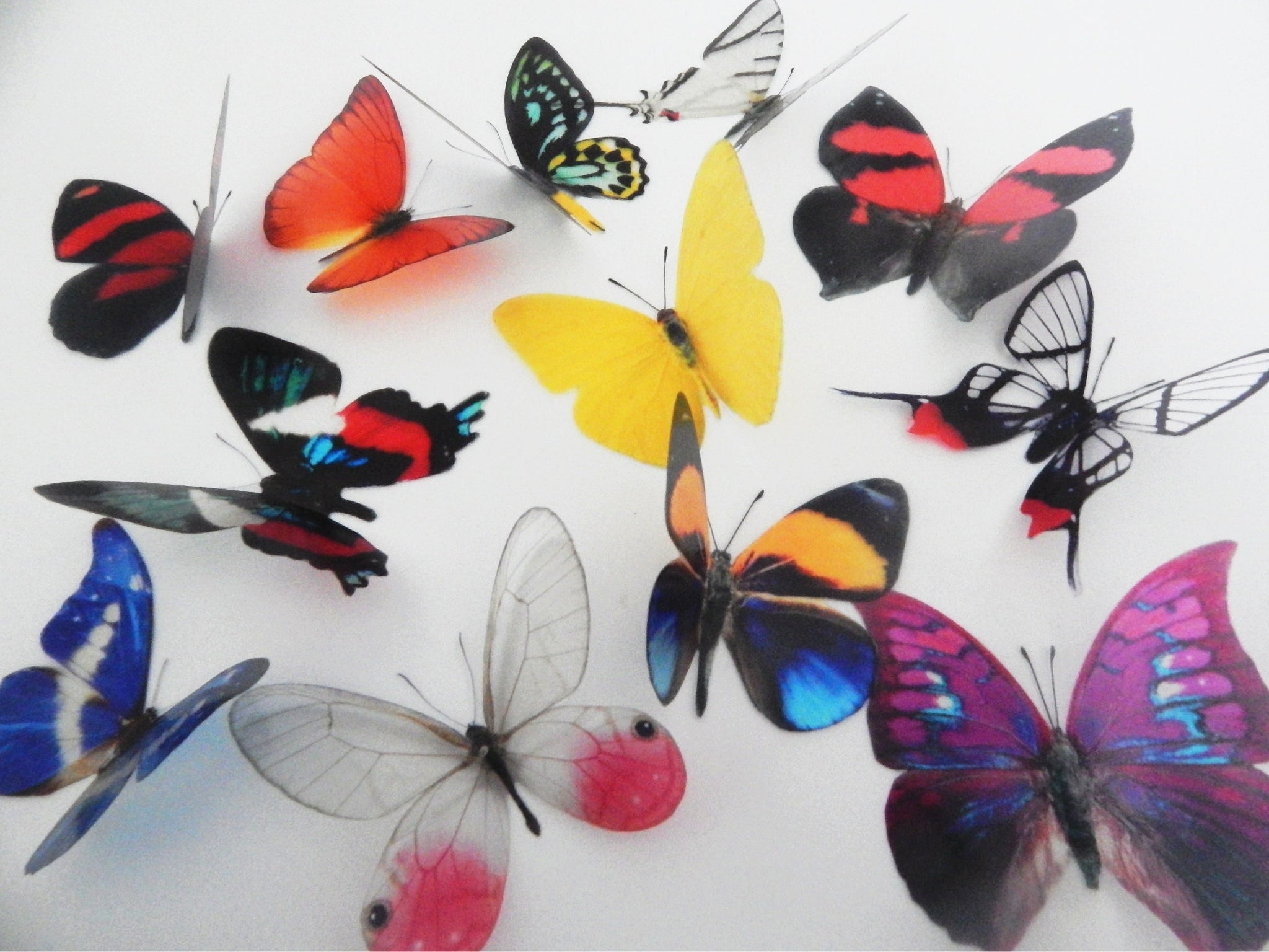 Worldwide butterflies. Collection of butterflies from all 6 continents ...