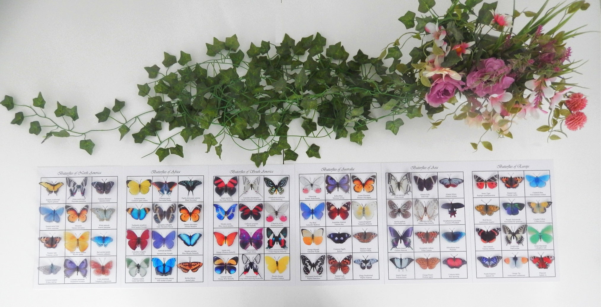 Butterflies of the world 3d poster. Butterfly identification chart. Eu ...