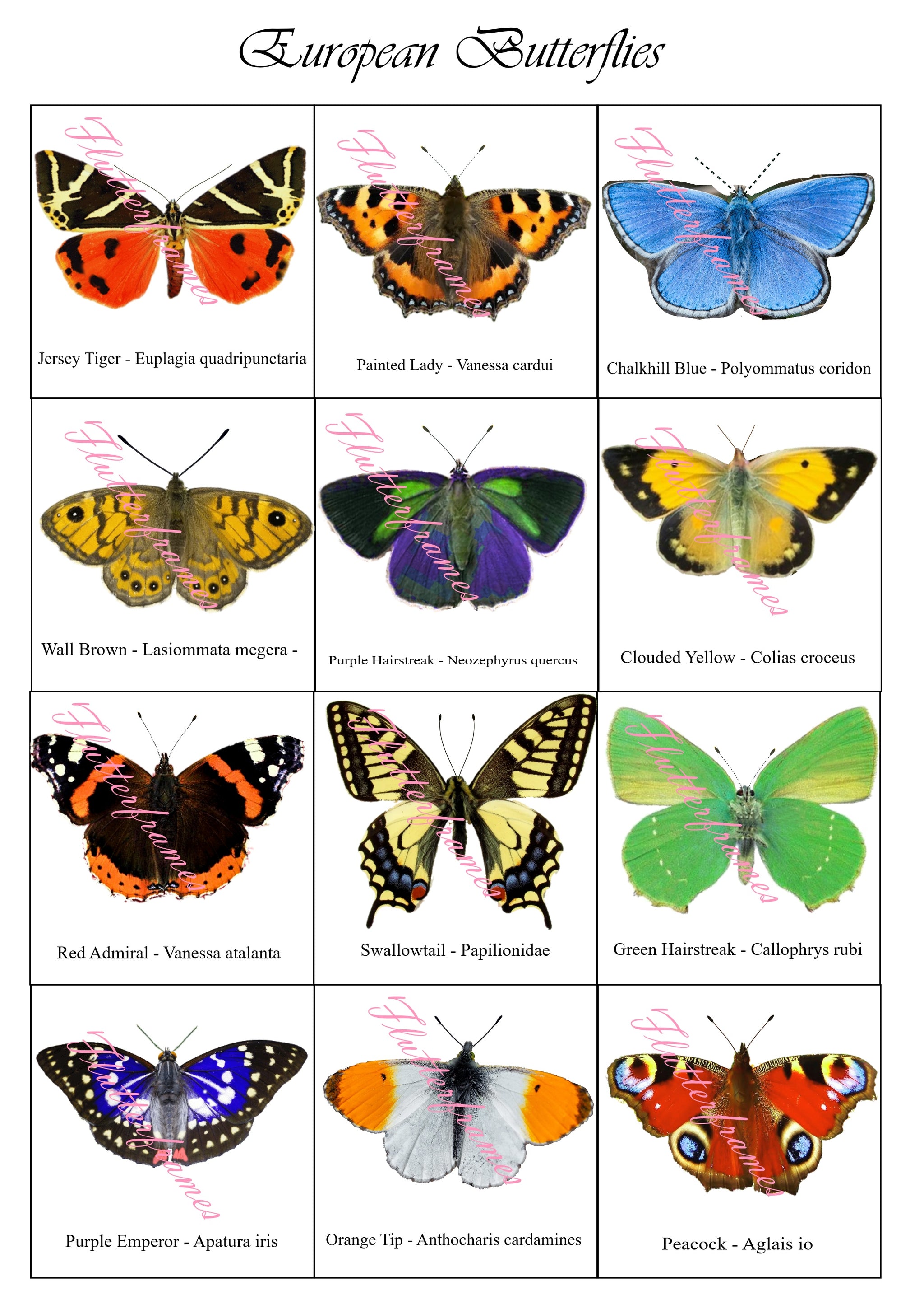 Worldwide butterflies. Collection of butterflies from all 6 continents ...
