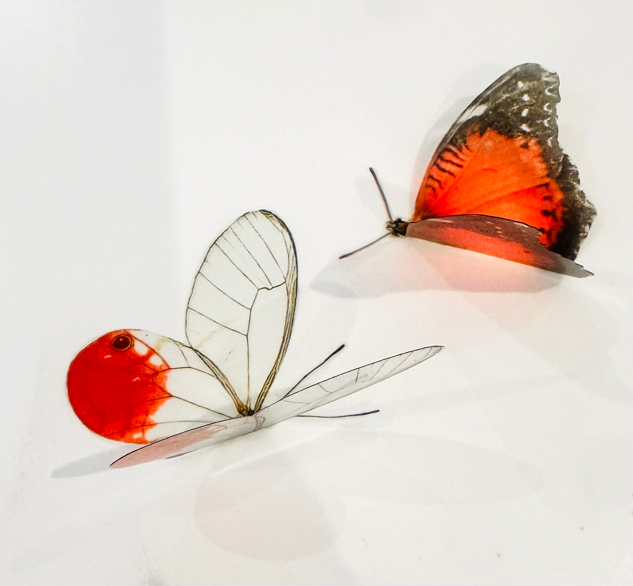 Red butterfly collection, set of 12 red butterflies from around the wo ...
