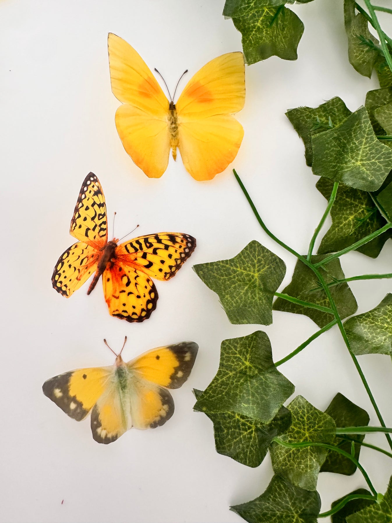 Yellow butterfly collection, set of 12 yellow butterflies from around ...