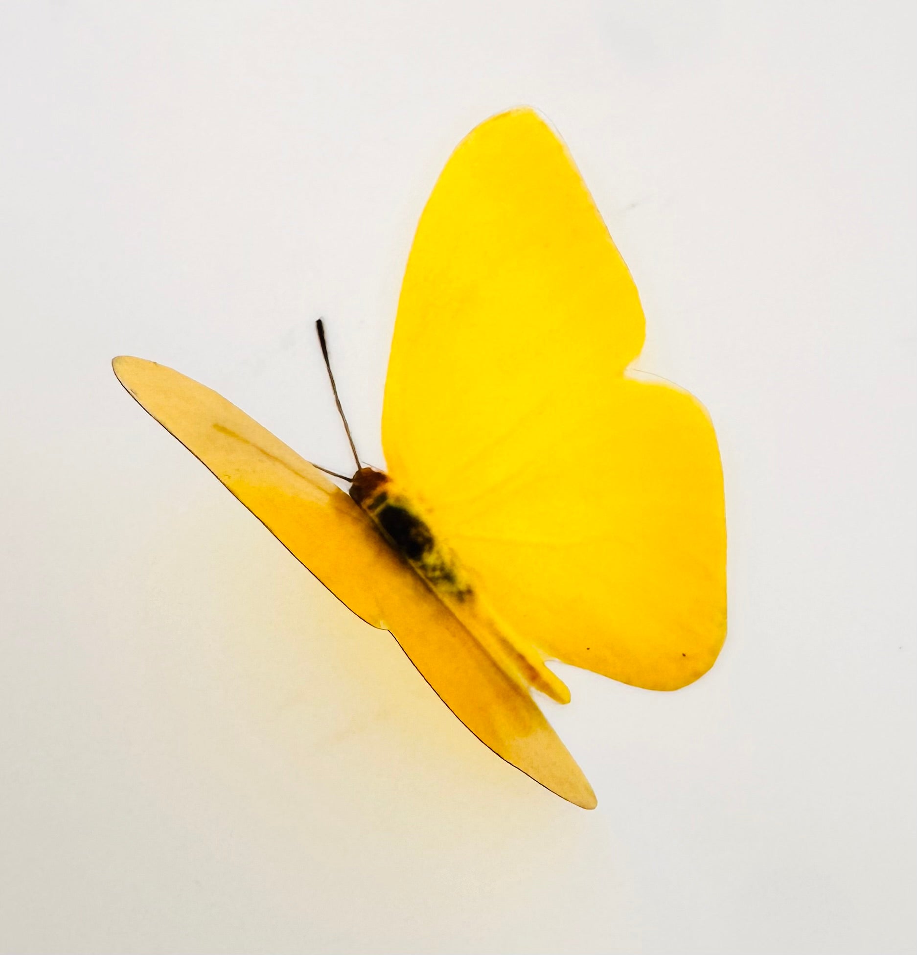 Yellow butterfly collection, set of 12 yellow butterflies from around ...