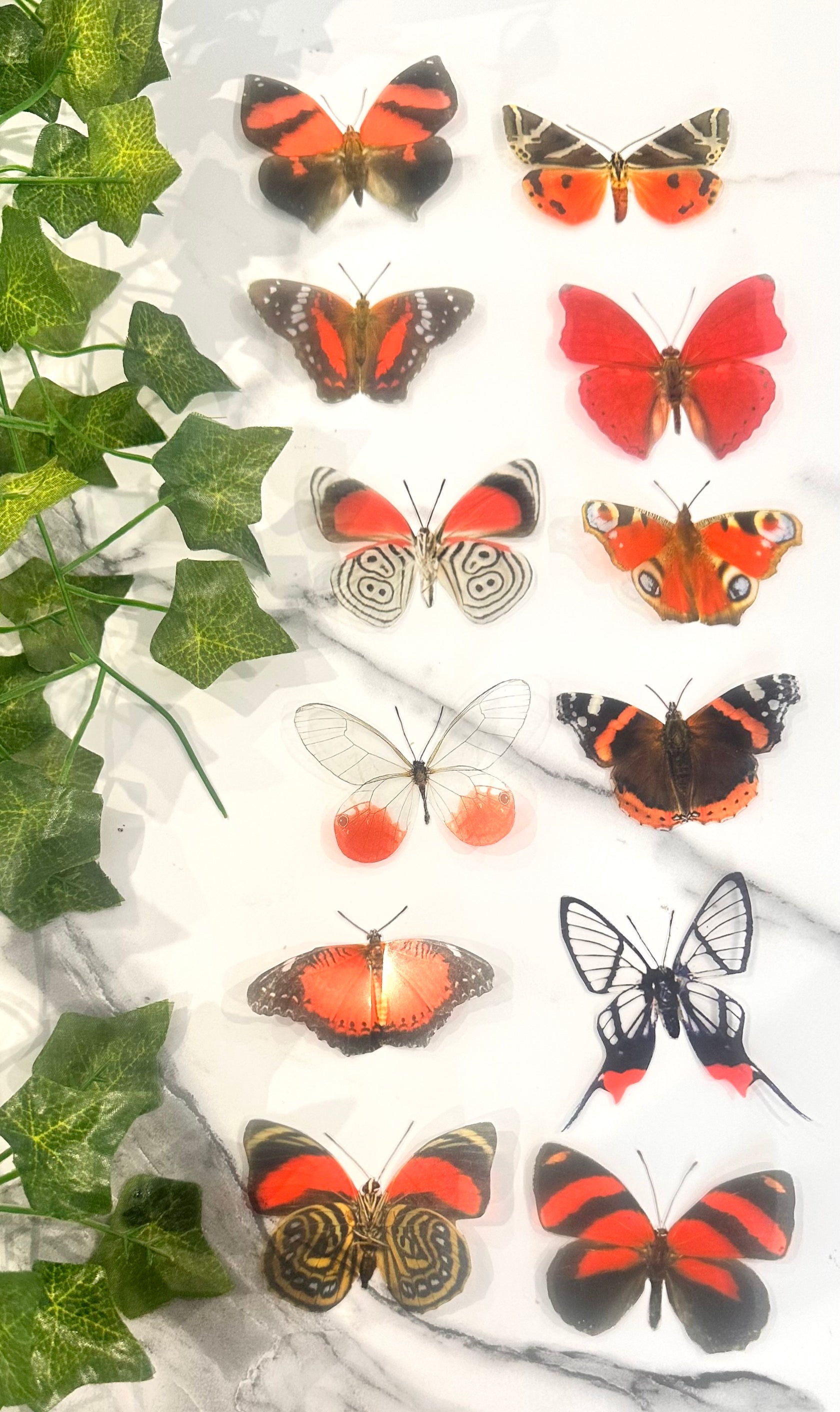 Red butterfly collection, set of 12 red butterflies from around the wo ...