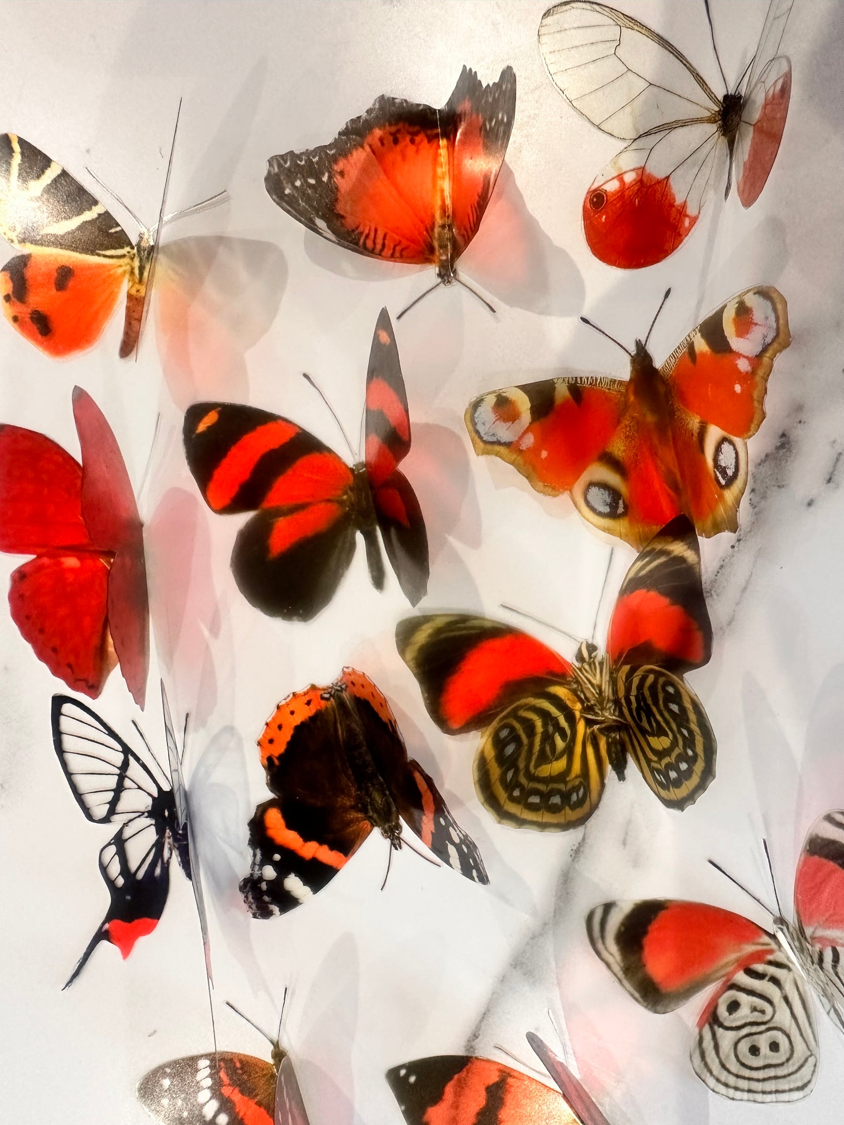 Red butterfly collection, set of 12 red butterflies from around the wo ...