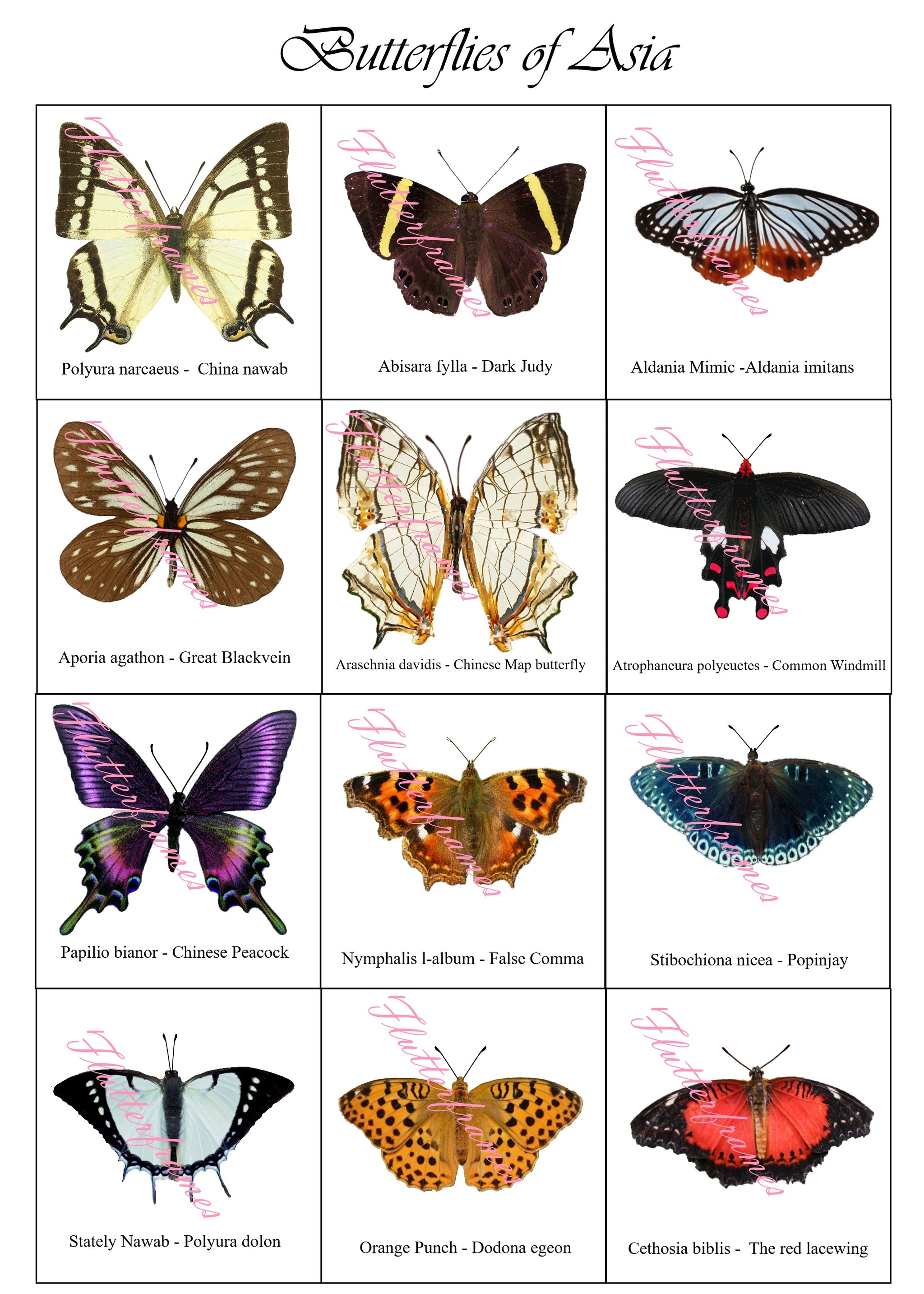 Worldwide butterflies. Collection of butterflies from all 6 continents ...