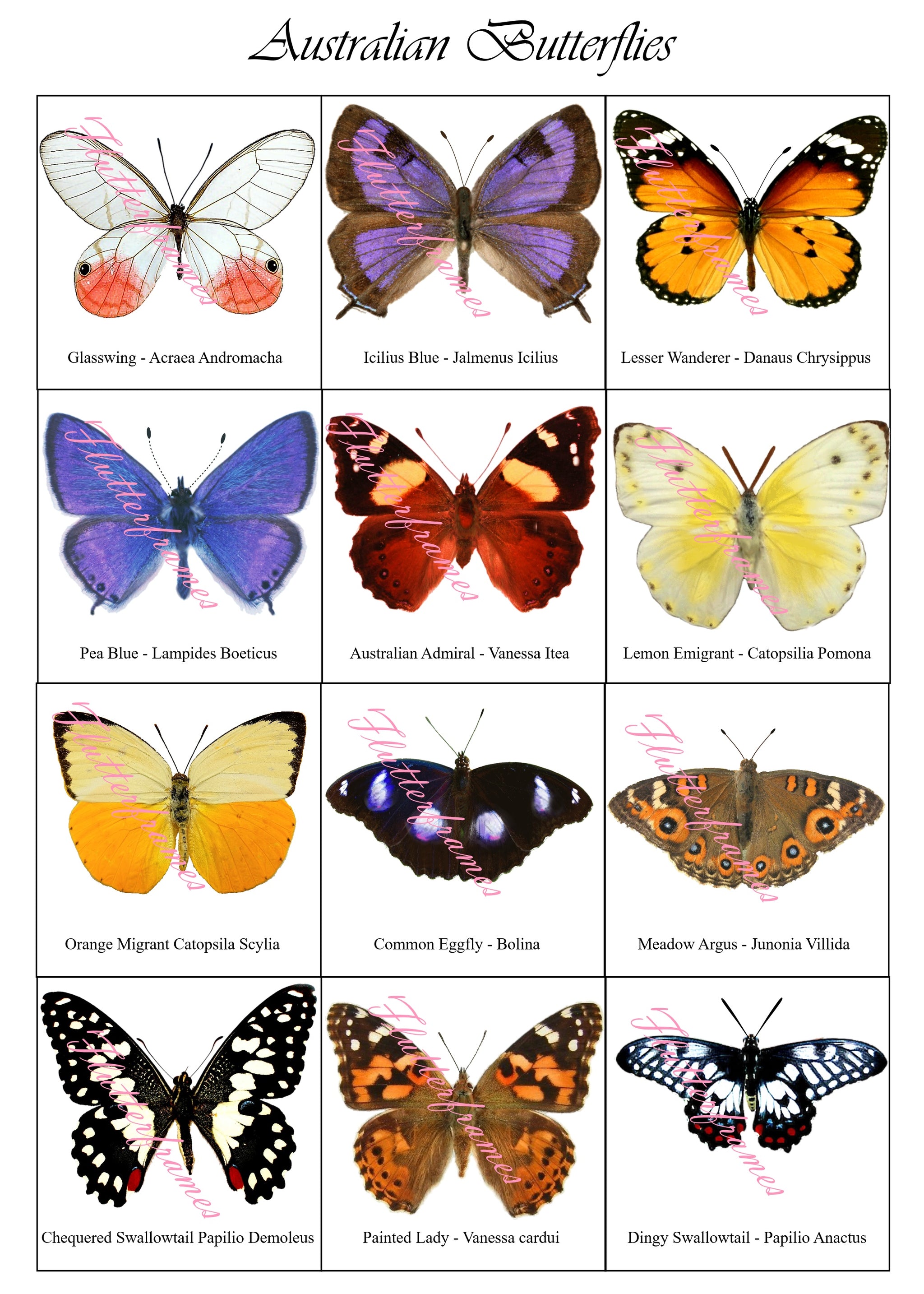 Worldwide butterflies. Collection of butterflies from all 6 continents ...
