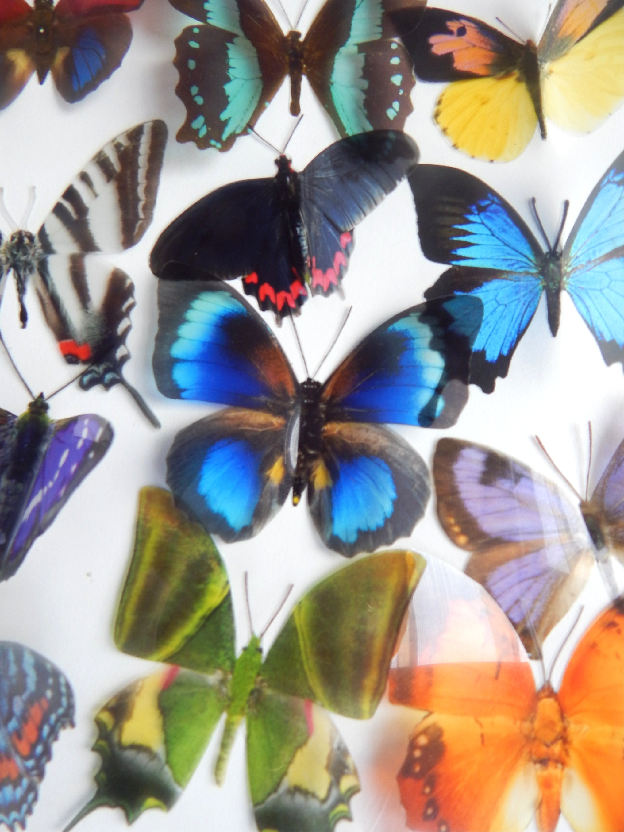 Exotic butterflies, set of 12, Exotic butterfly collection. Faux natur ...