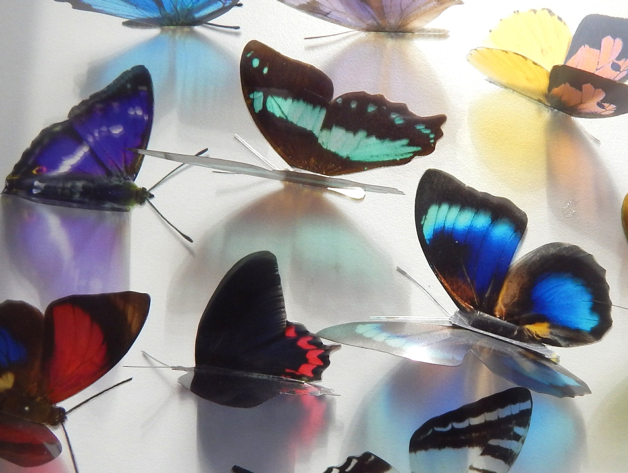 Exotic butterflies, set of 12, Exotic butterfly collection. Faux natur ...