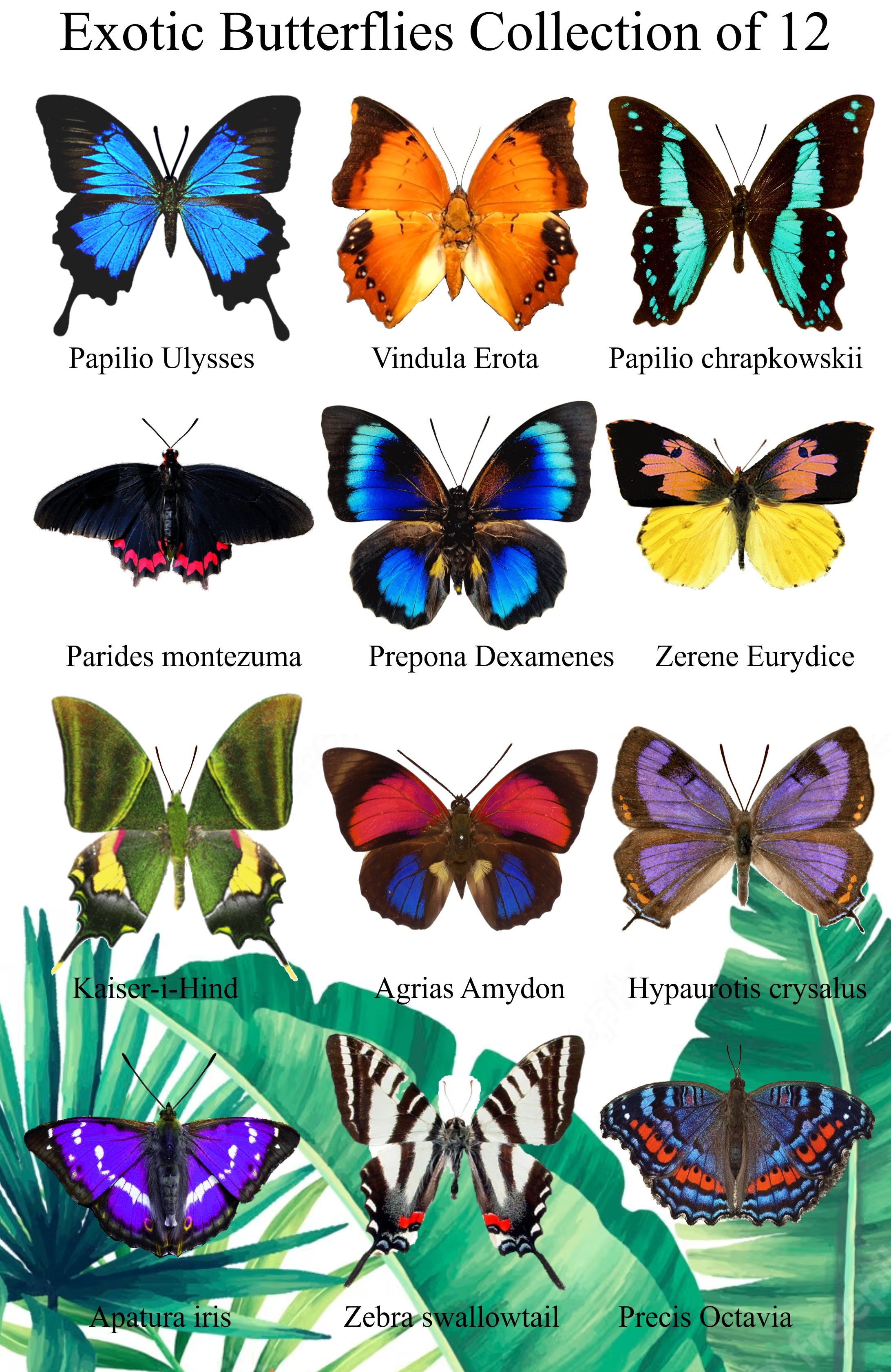 Rare Types Of Butterflies
