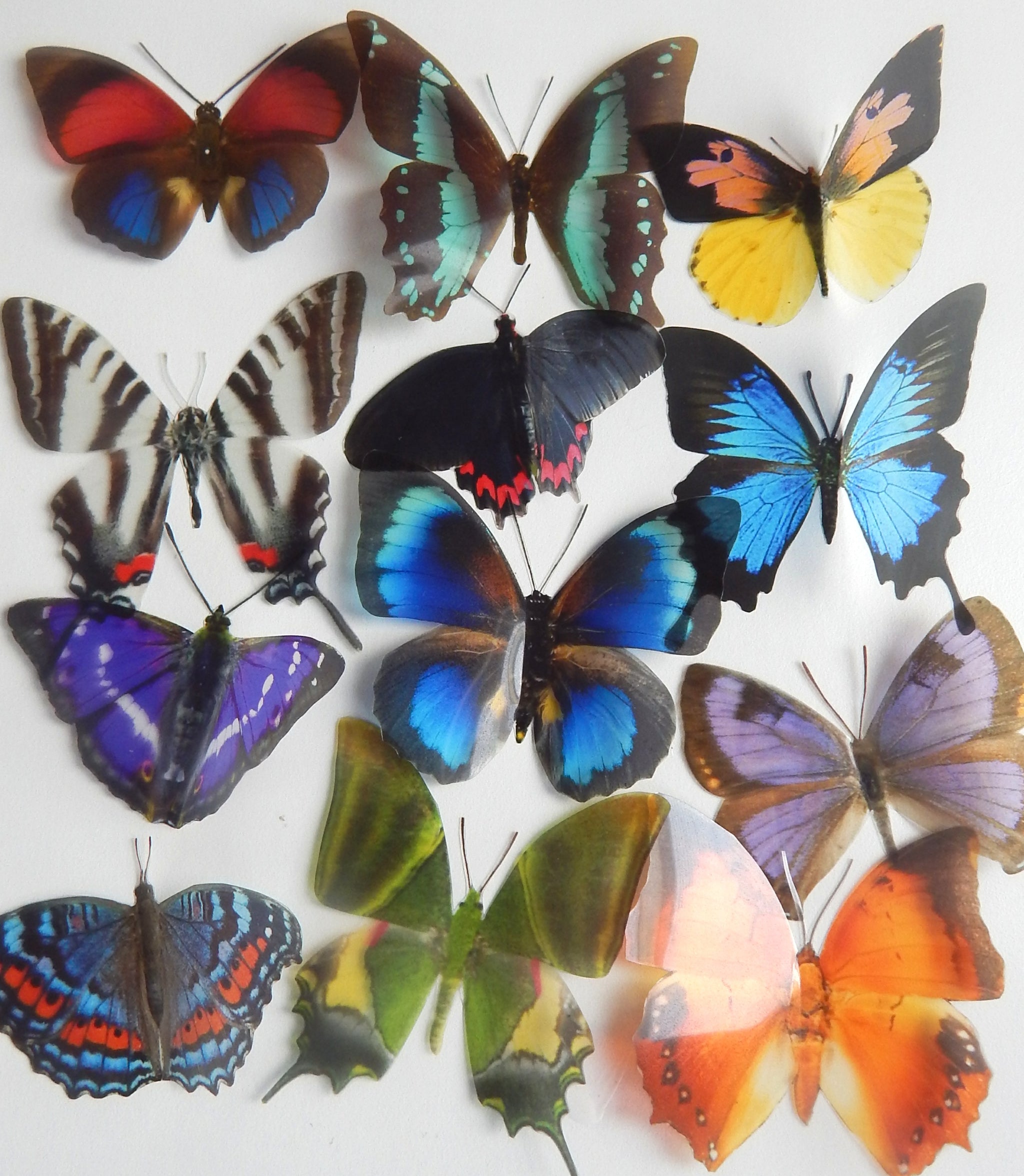Exotic butterflies, set of 12, Exotic butterfly collection. Faux natur ...