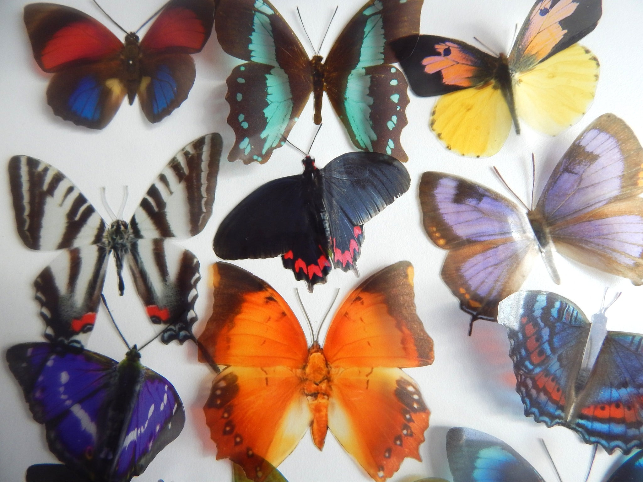 Exotic butterflies, set of 12, Exotic butterfly collection. Faux natur ...