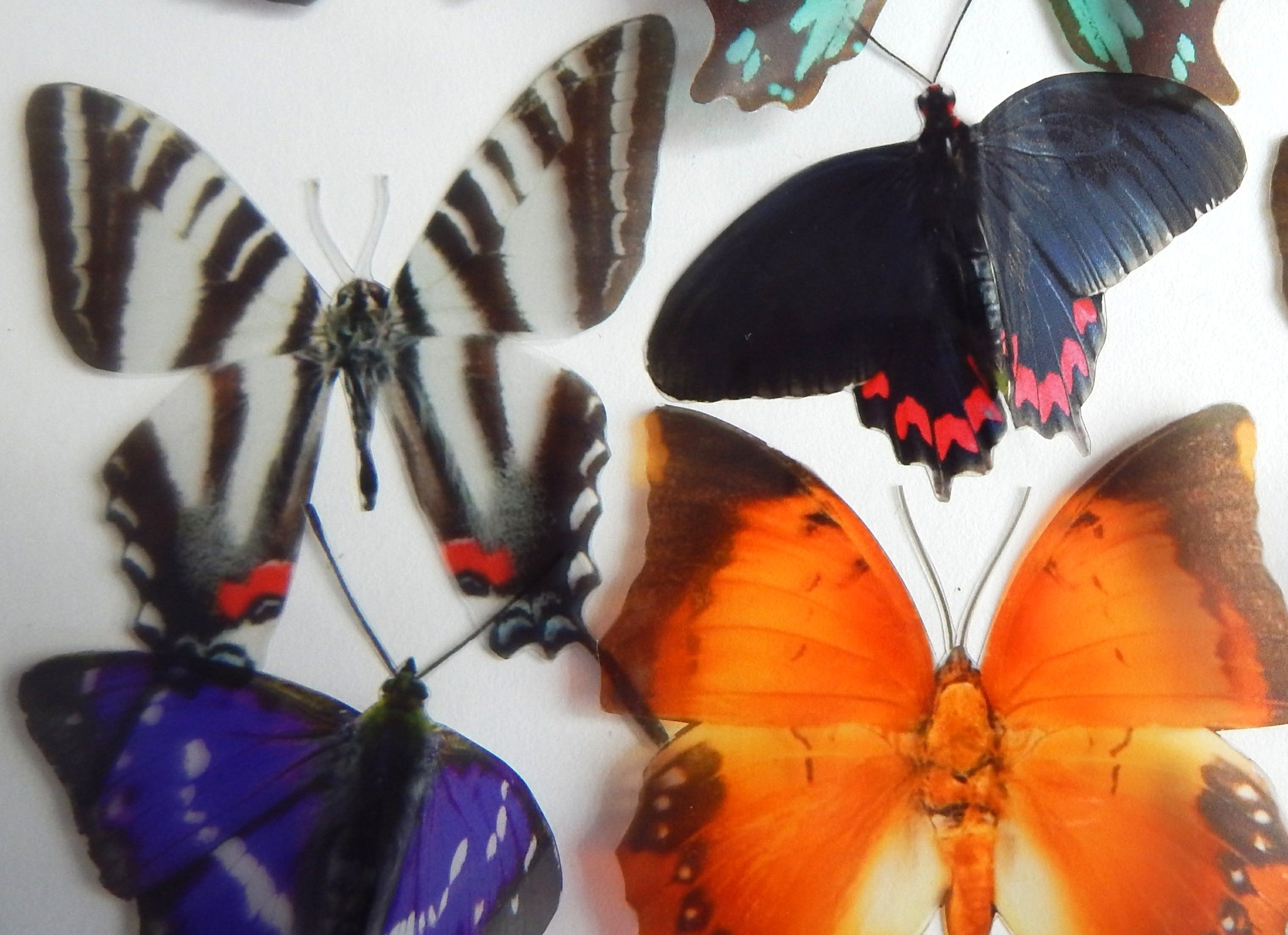 Exotic butterflies, set of 12, Exotic butterfly collection. Faux natur ...