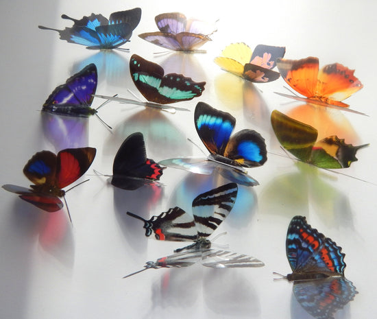 Exotic butterflies, set of 12, Exotic butterfly collection. Faux natur ...