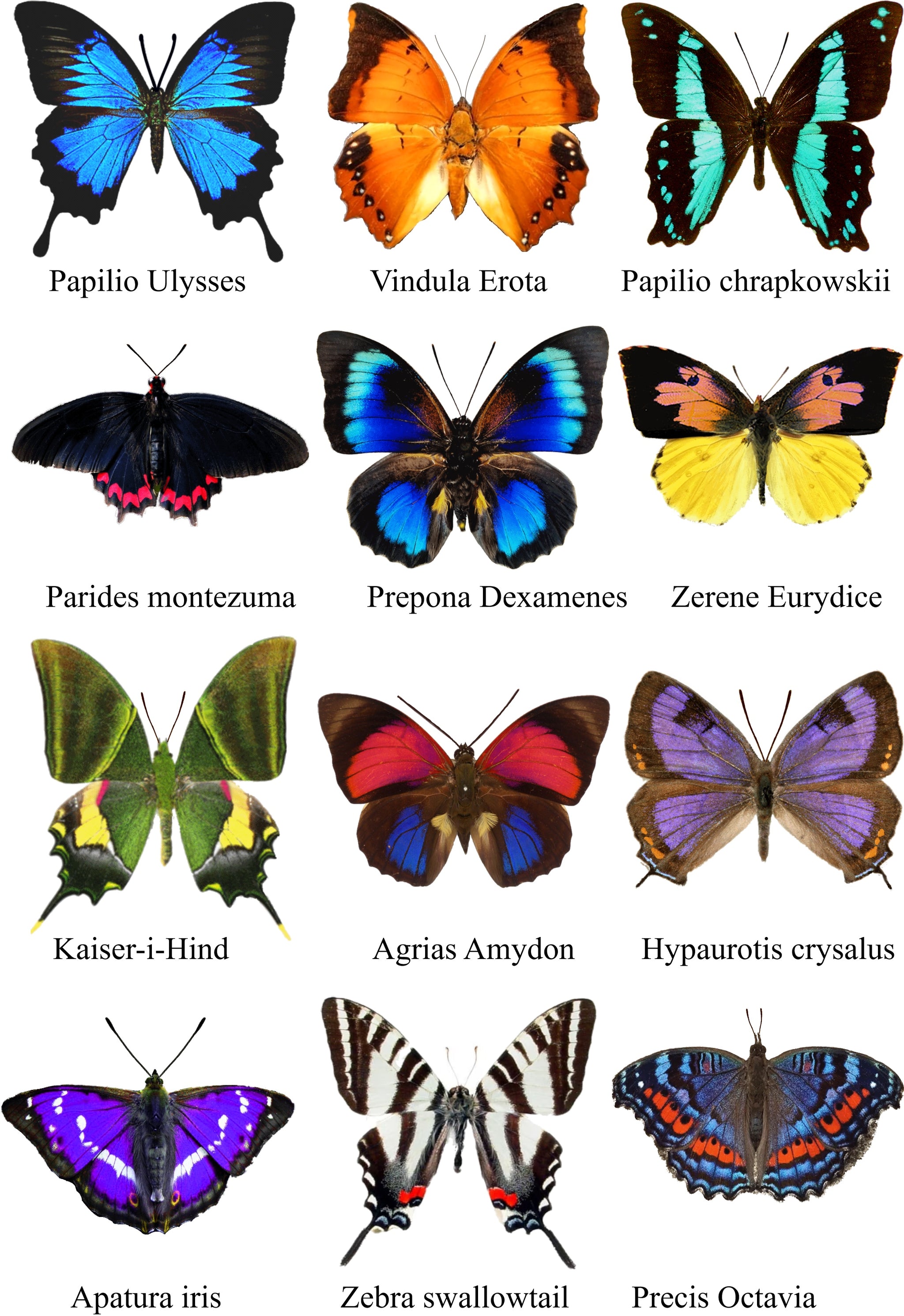 Exotic butterflies, set of 12, Exotic butterfly collection. Faux natur ...