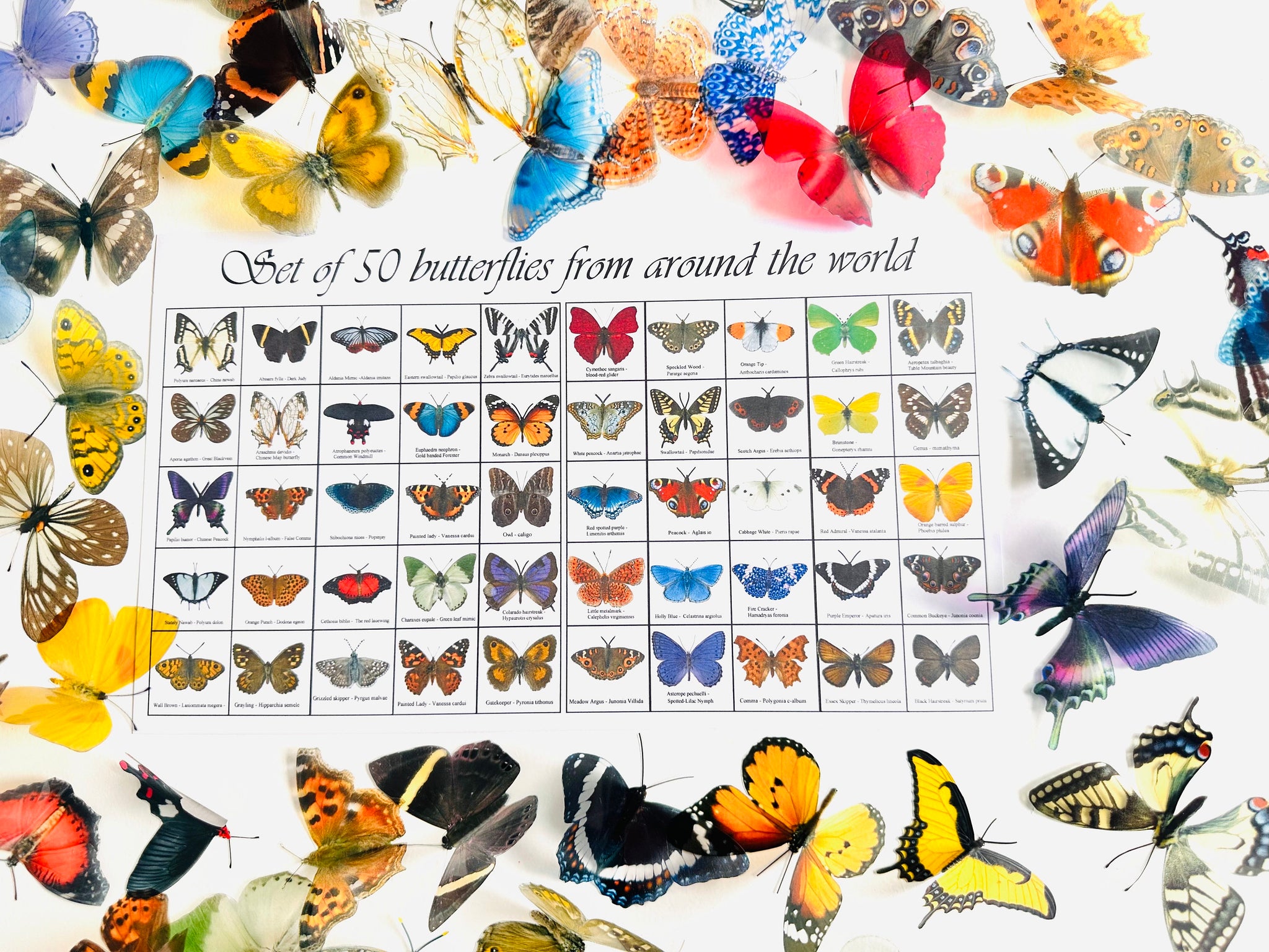 50 Butterflies. Display of realistic 3d butterflies,Wedding Embellishm ...