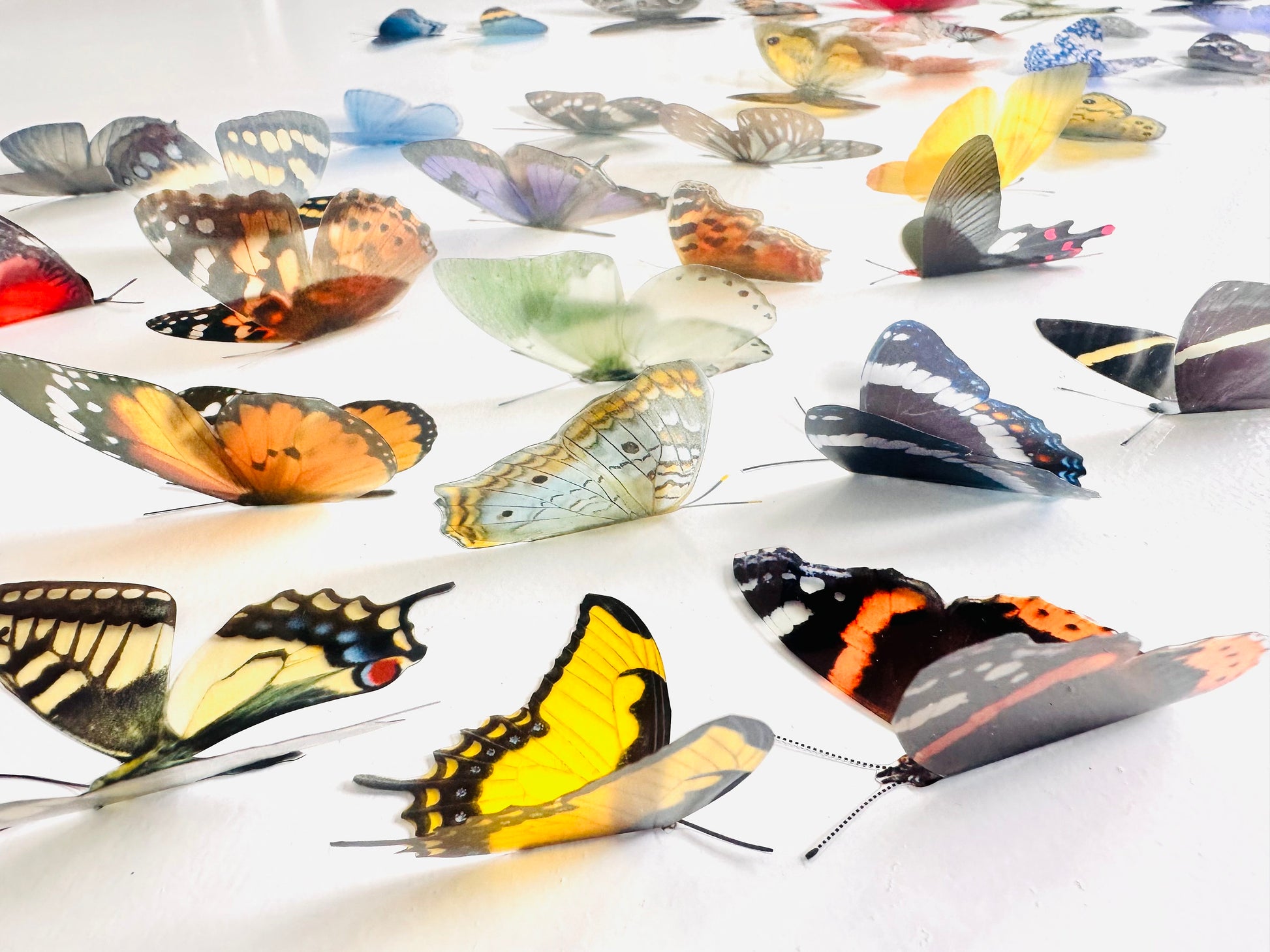 50 Butterflies. Display of realistic 3d butterflies,Wedding Embellishm ...