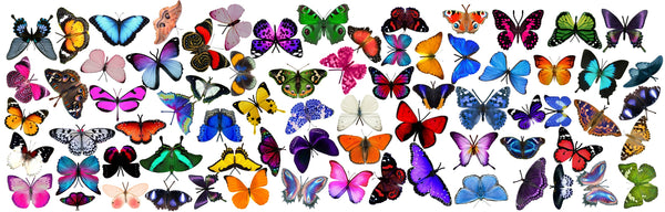 Range of Butterfly kids Wall Stickers easy to use, Just peel and Stick ...