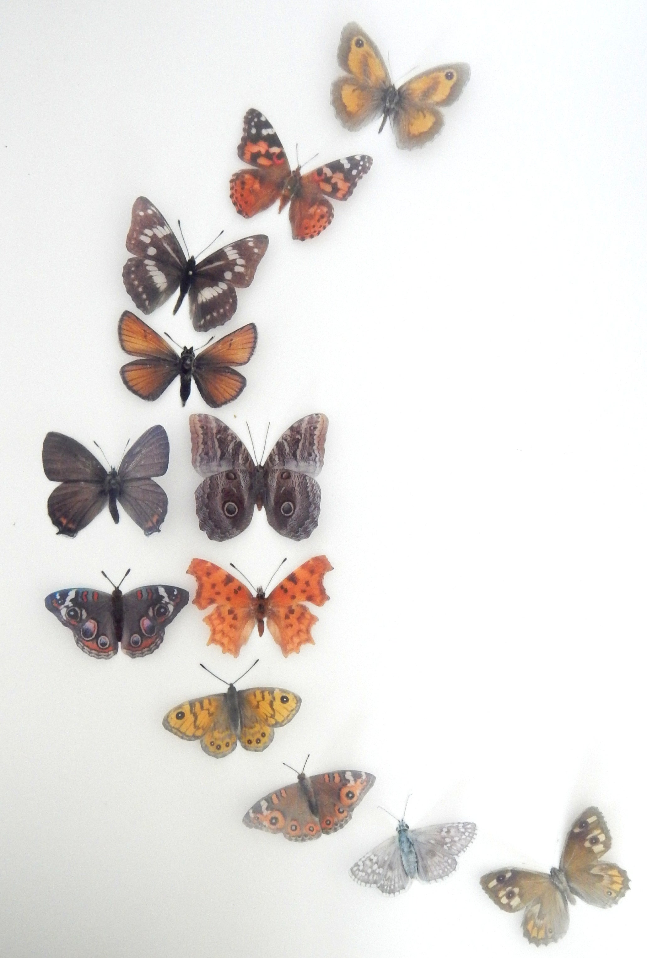 Brown butterflies.12 pieces mix wall butterflies – Flutterframes