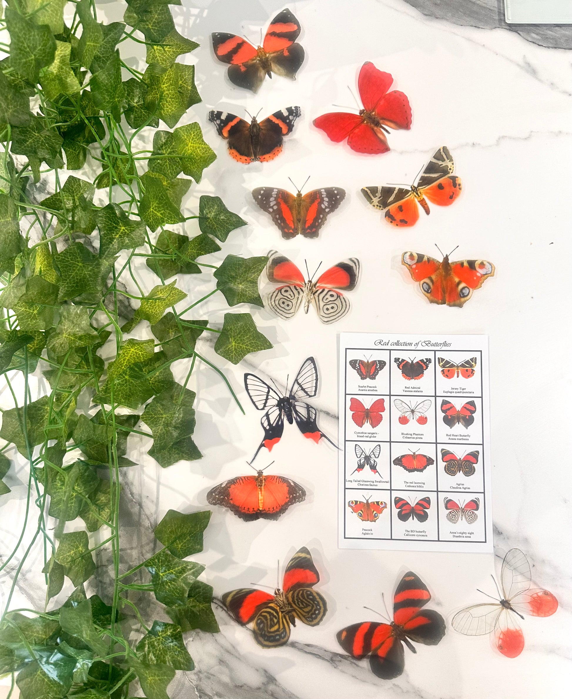 Red butterfly collection, set of 12 red butterflies from around the wo ...