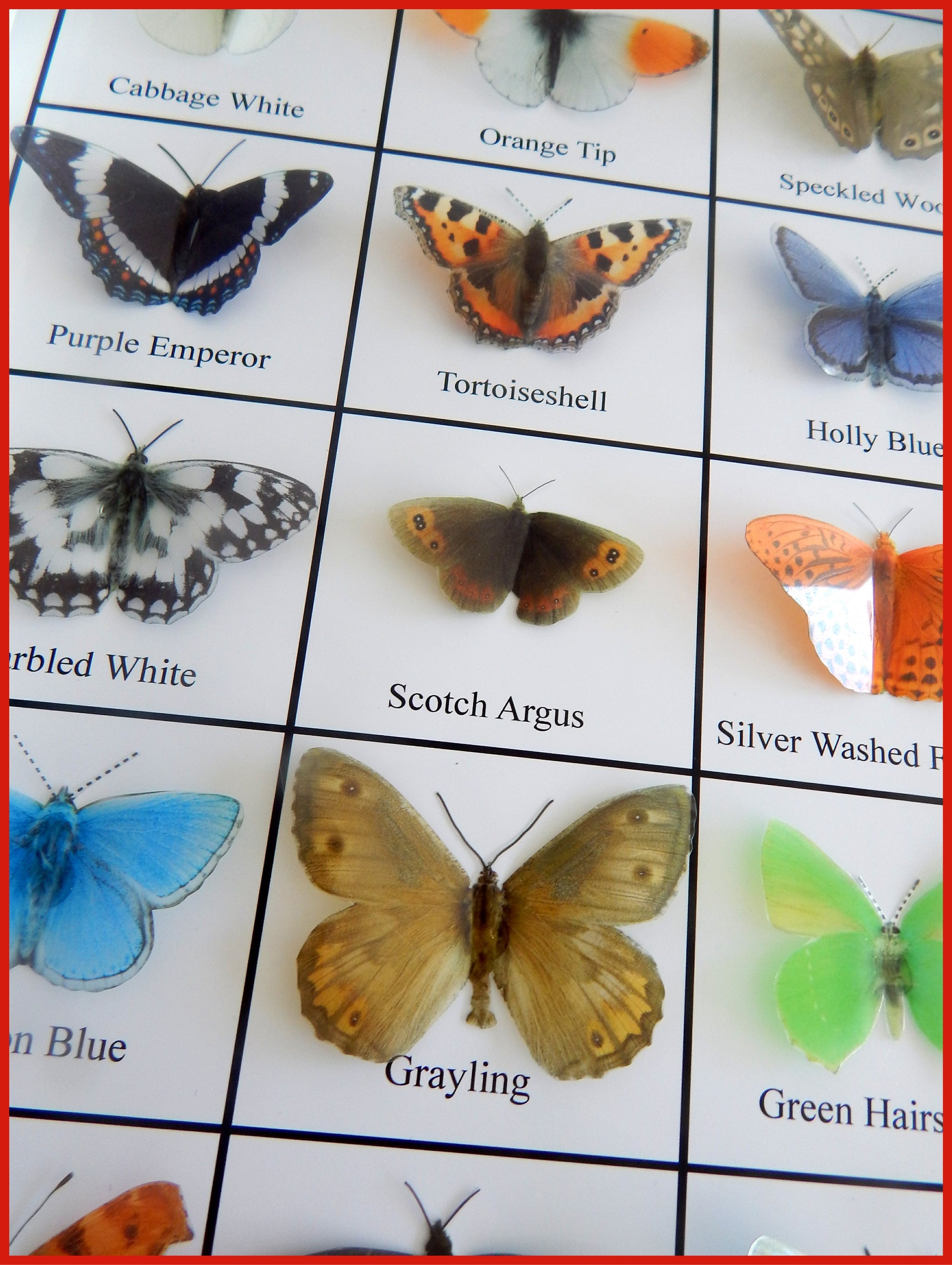 British Butterflies framed. Collection of butterflies from the United ...