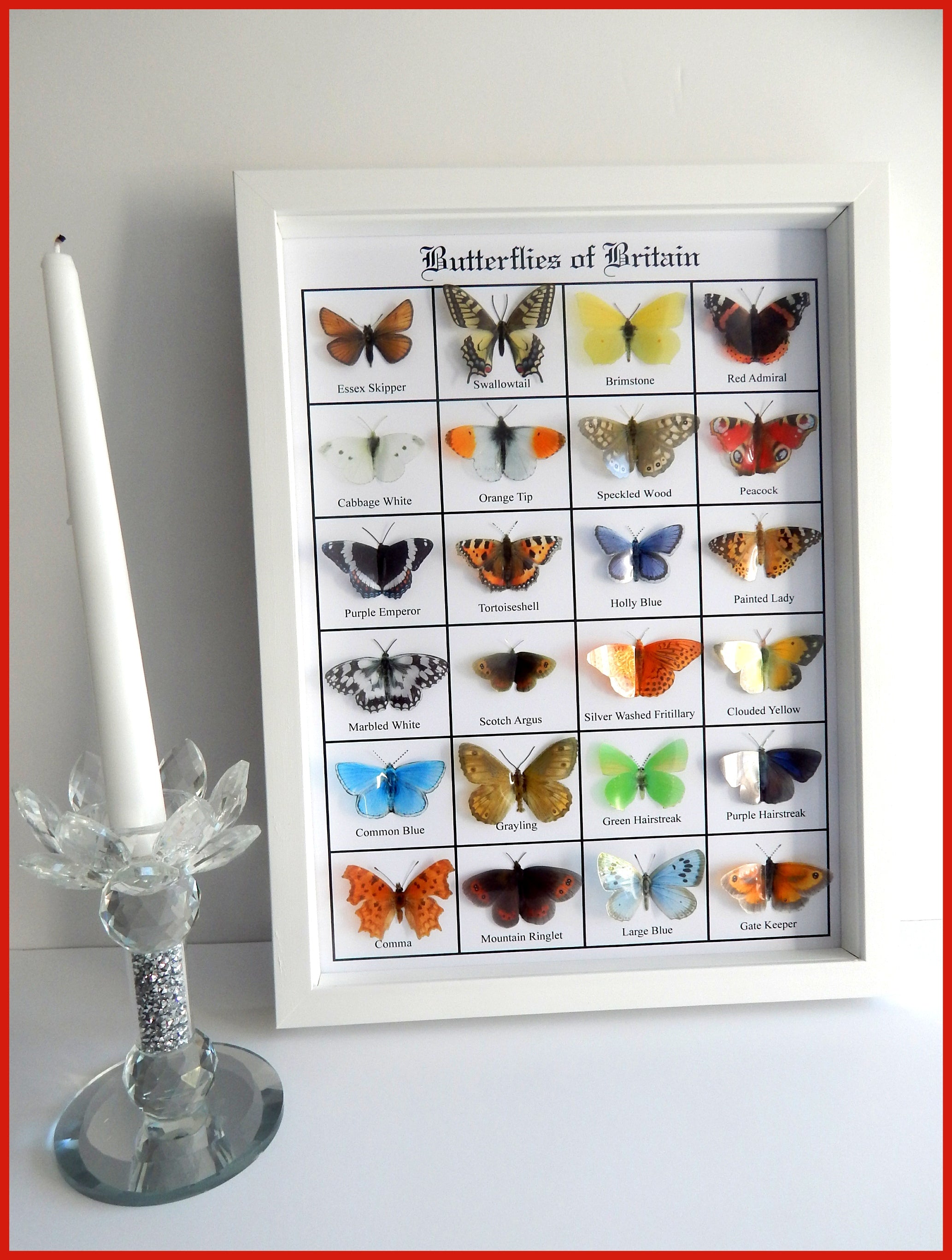 British Butterflies framed. Collection of butterflies from the United ...