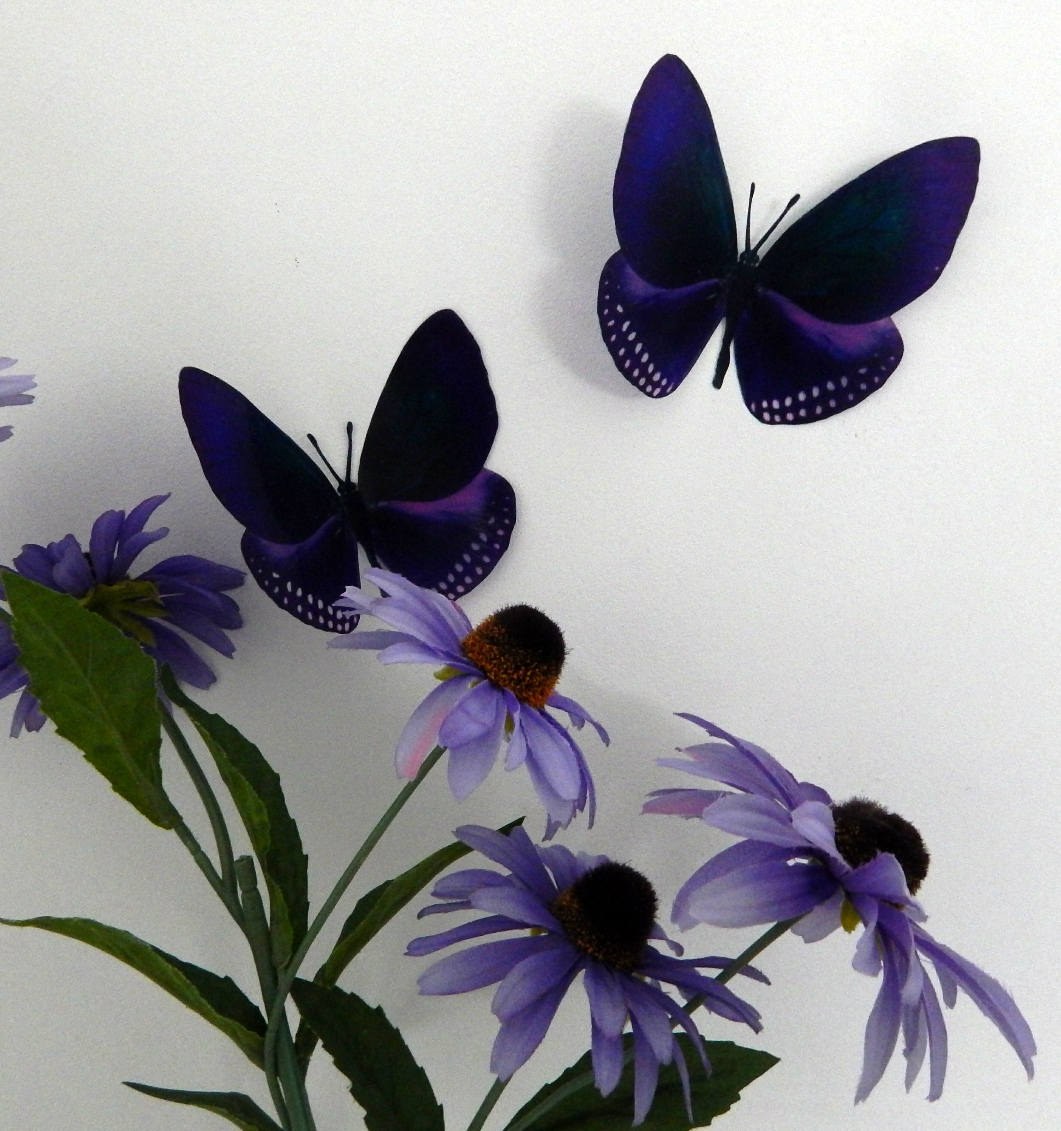3D Deep Purple butterfly wall stickers , conservatory, picture frames ...