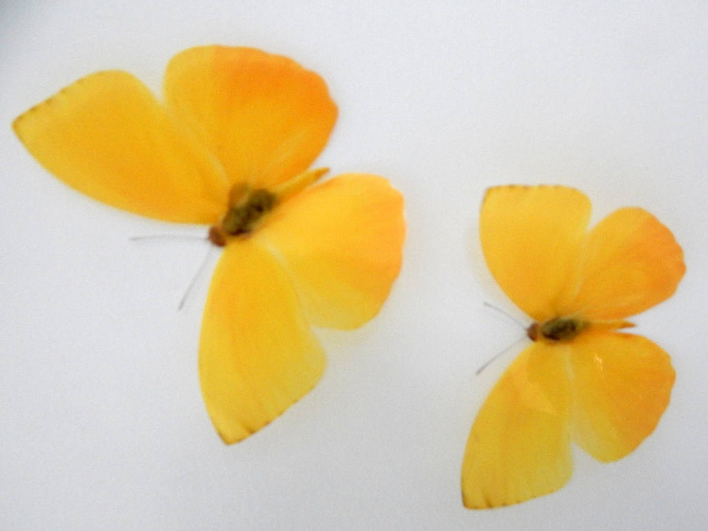 3D Yellow 3D Flying Removable Butterflies Home Decorations – Flutterframes