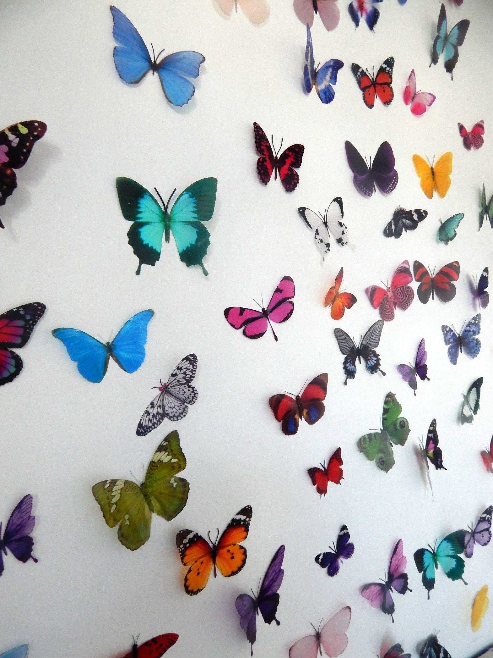 Flutterframes's amazing butterfly collection. As seen in Escape to the