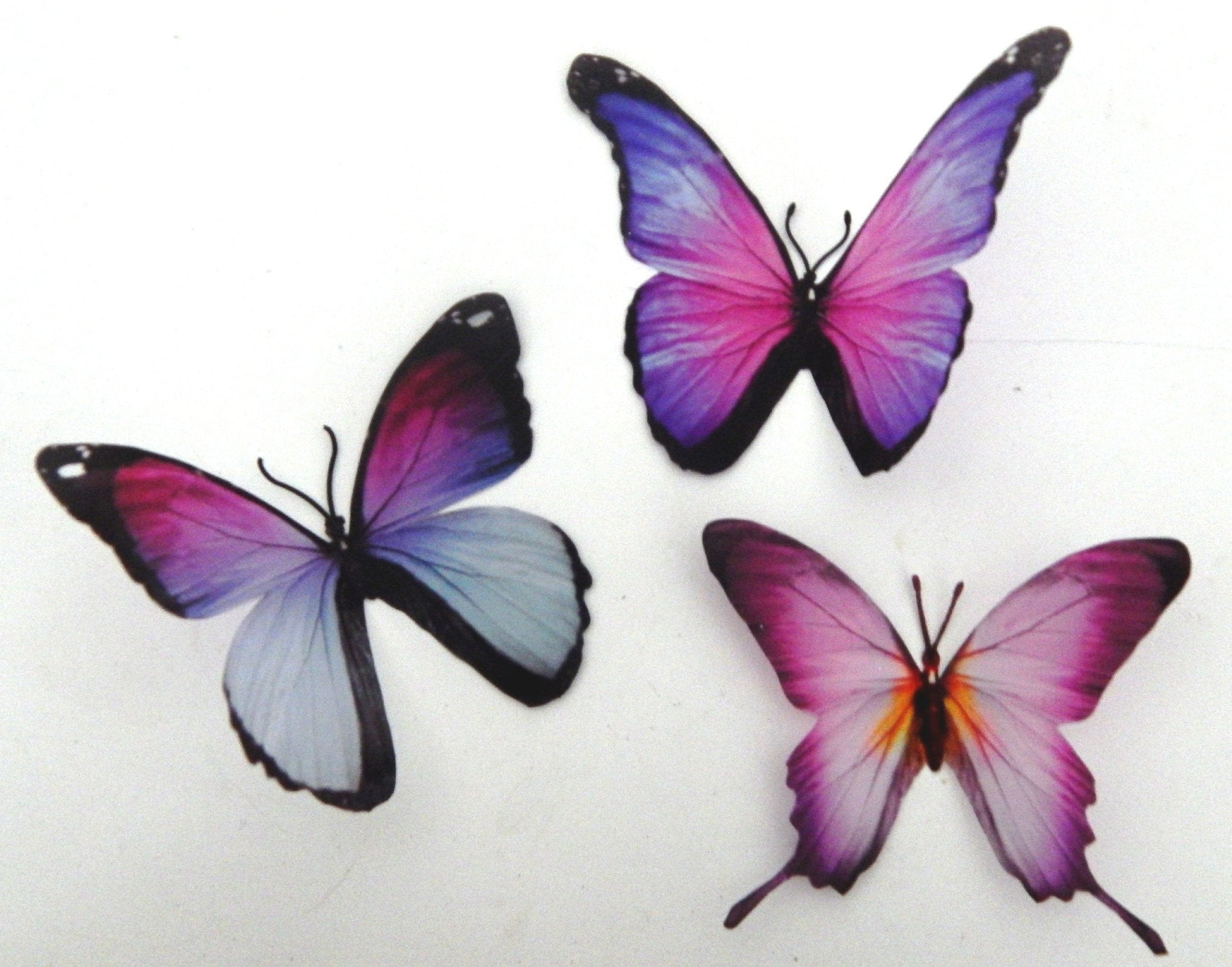 Bespoke purple butterflies from the purple collection,natural,reproduc ...