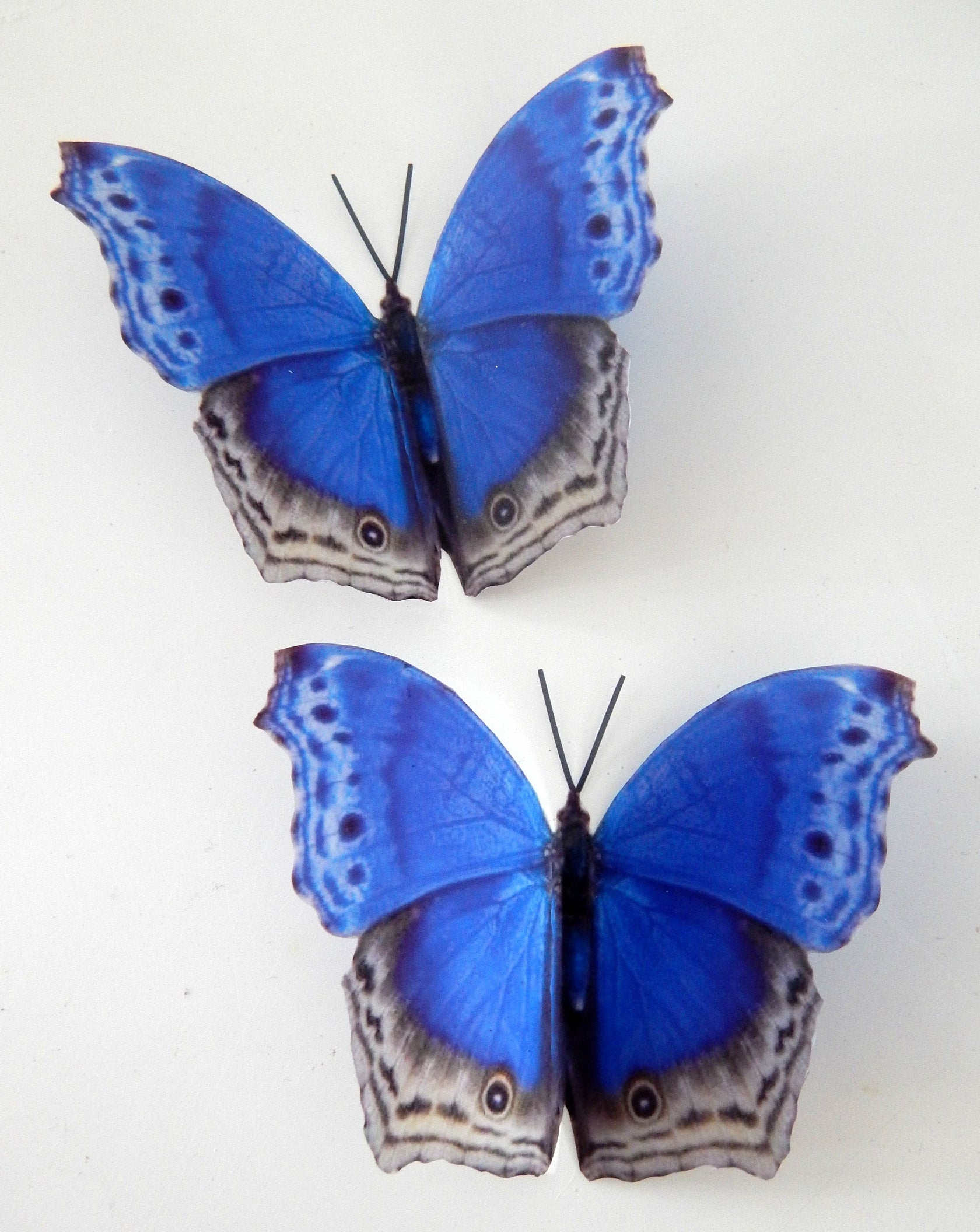 Royal blue natural 3d butterfly stickers, Royal Blue Didcot, great for ...