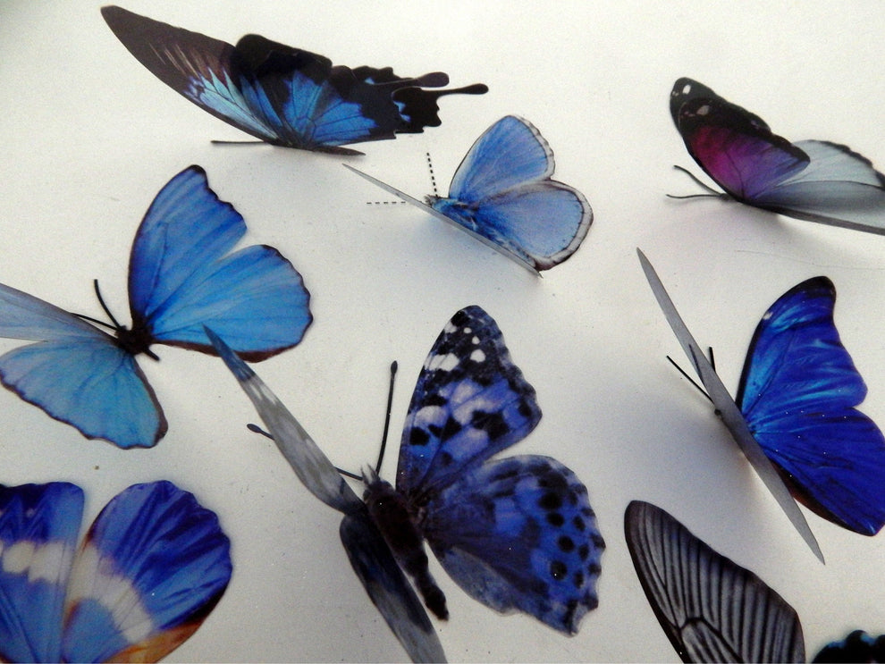 Blue Natural butterflies from our blue collection. 3d Butterfly sticke ...
