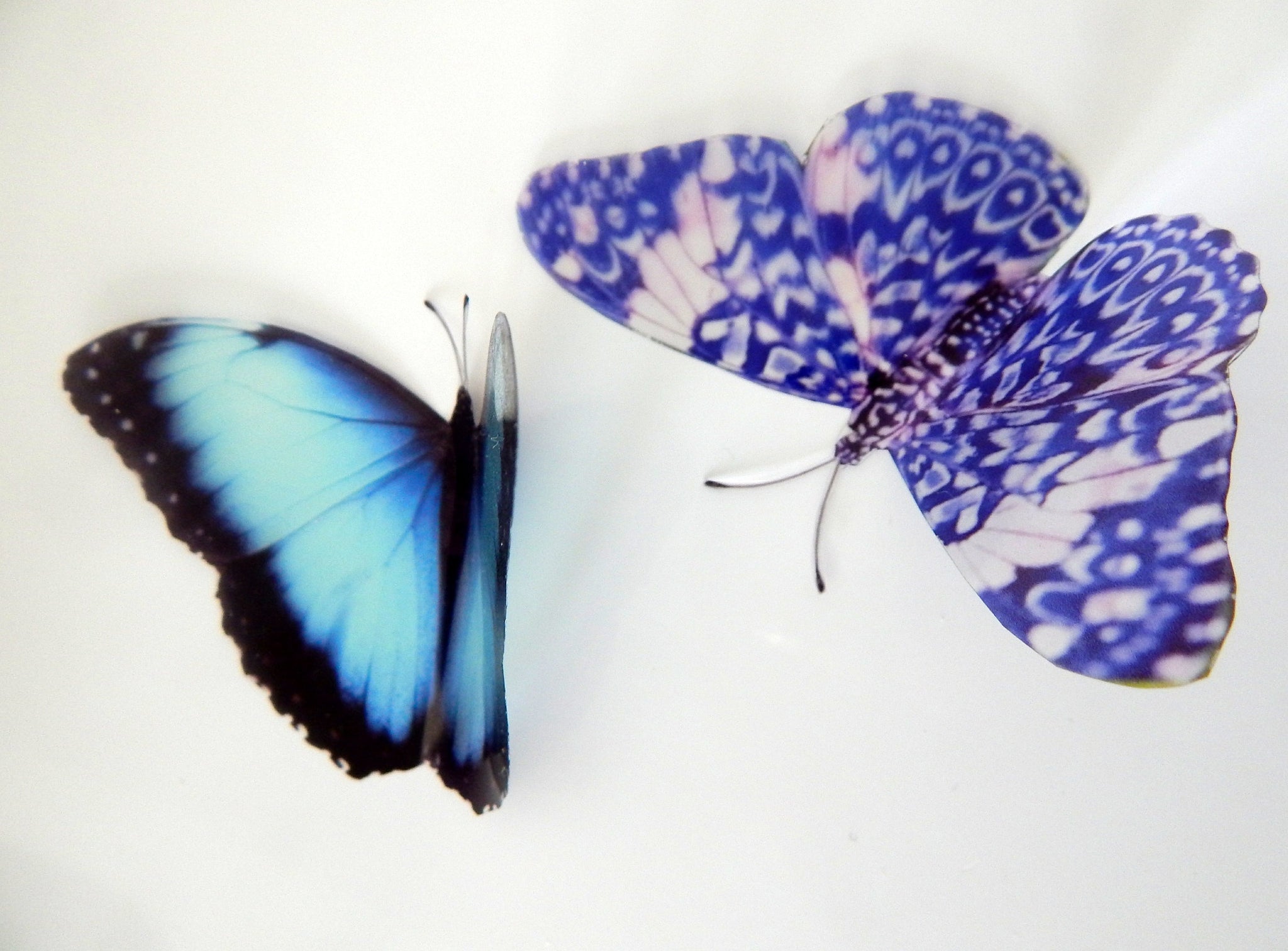 8 natural 3D butterflies,like in Escape to the Chateau, from the Count ...