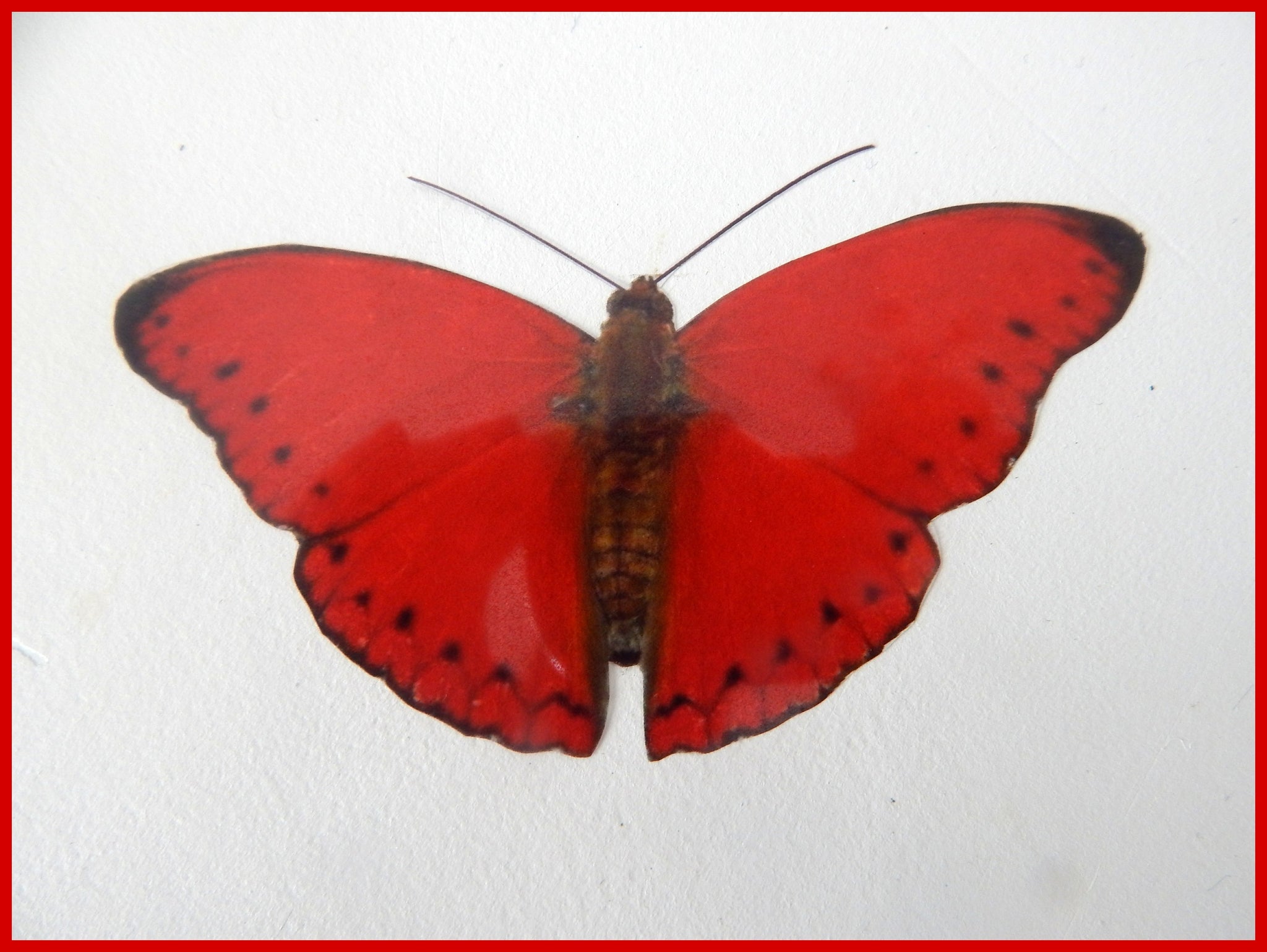 Red butterfly collection, set of 12 red butterflies from around the wo ...