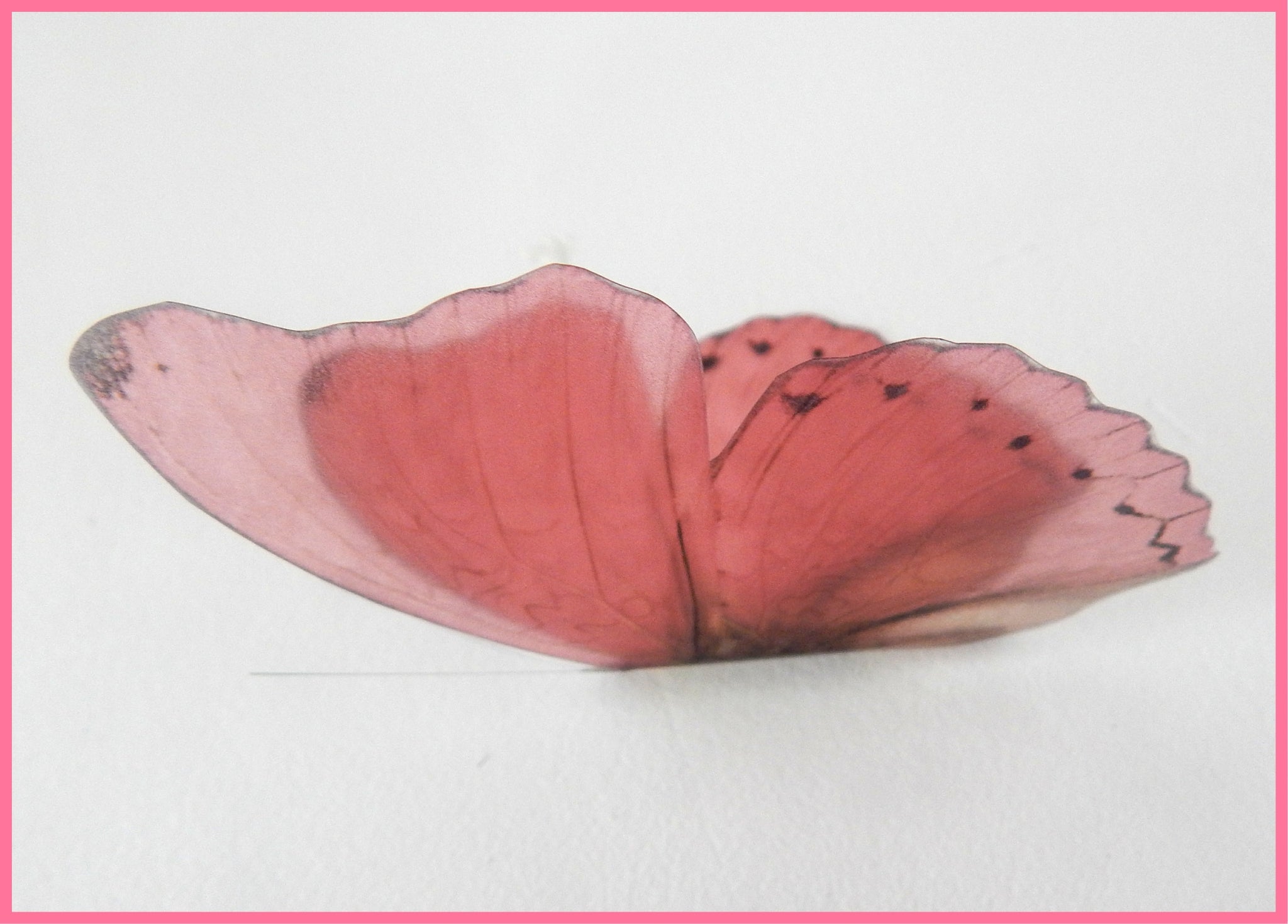 Pink, shades of pink 3d wall butterfly stickers Luxury Amazing Butterf ...