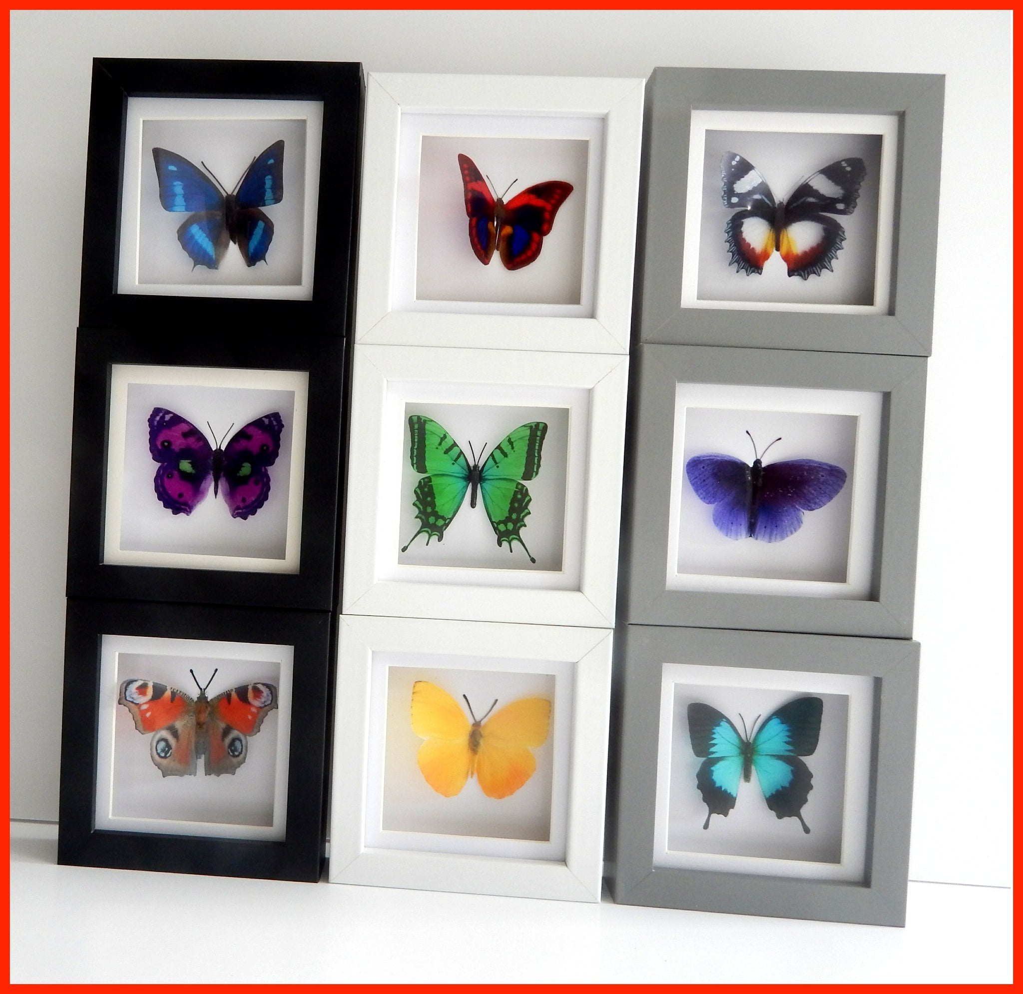 Butterfly Taxidermy, Butterfly in Frame Entomology Gift. Butterflies i ...